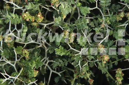 blickwinkel - Dornige Bibernelle (Sarcopoterium spinosum, Poterium ...