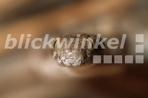 blickwinkel - Weissbauch-Sandrasselotter, Weissbauchsandrasselotter ...