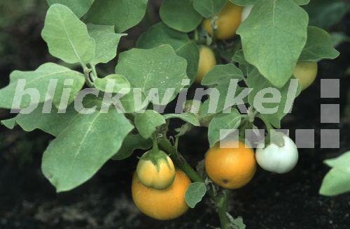 blickwinkel - Aubergine, Eierfrucht (Solanum melongena), Fruechte an ...