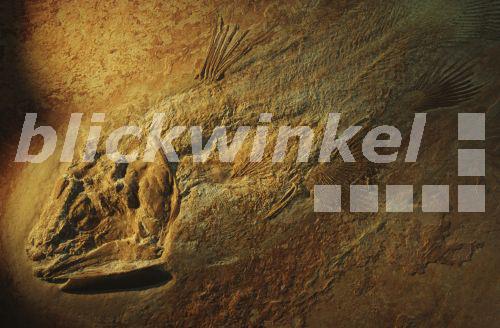 blickwinkel - Undina penicillata ein Quastenflosser aus dem Malm bei ...