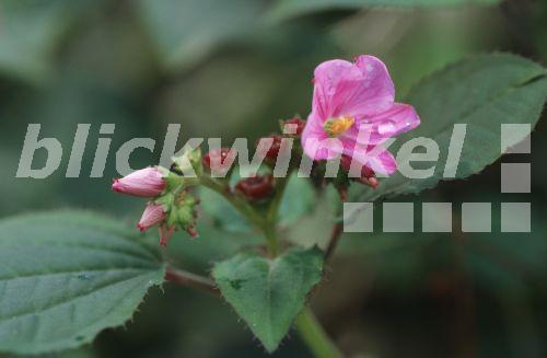 blickwinkel - Calvoa (Calvoa orientalis, Calvoa sessiliflora), Blueten ...