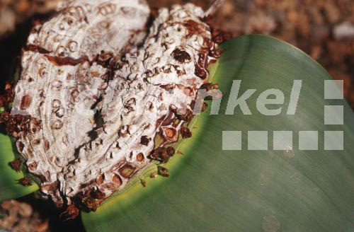 blickwinkel - Welwitschia (Welwitschia mirabilis), weibliche Pflanze ...