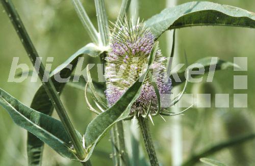 blickwinkel - Weberkarde, Weber-Karde (Dipsacus sativus), bluehend ...