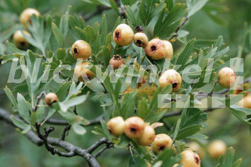 blickwinkel - Azaroldorn, Azarol-Dorn, Azarol-Weissdorn ...