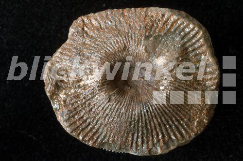 blickwinkel - Koralle (Cyathophyllum, Helianthoides), Fossile Koralle ...