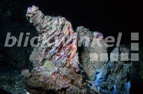 blickwinkel - Essbare Seescheide, Mikrokosmos (Microcosmus sulcatus ...