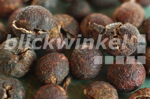 blickwinkel - Kokkelspflanze, Scheinmyrte (Anamirta paniculata ...