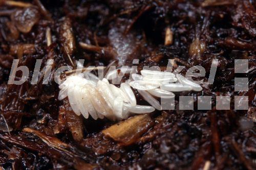 blickwinkel - Stubenfliege, Grosse Stubenfliege (Musca domestica), Eier ...