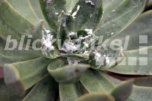 blickwinkel - Schmierlaus, Wolllaus (Pseudococcus spec.), an Aeonium ...