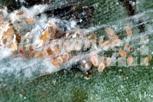 blickwinkel - Schmierlaus, Wolllaus (Pseudococcus spec.), Eiersaecke an ...
