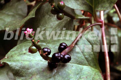blickwinkel - Indischer Spinat, Malabar-Spinat (Basella alba), bluehend ...