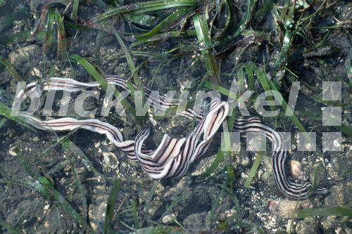 blickwinkel - Schnurwuermer (Nemertini, Nemertea, Rhynchocoela), liegt ...