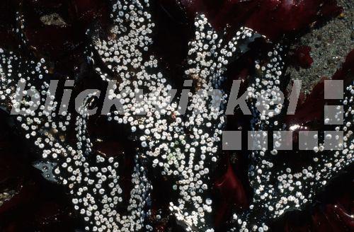 blickwinkel - Posthoernchenwurm, Posthoernchen-Wurm, S. borealis ...