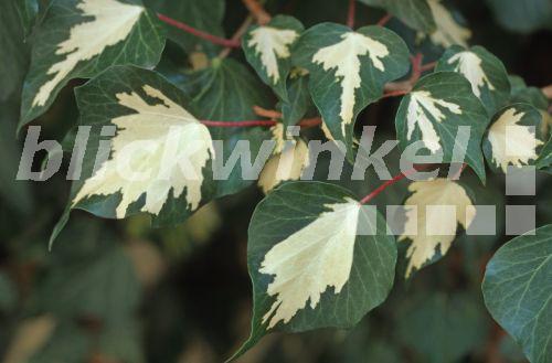 blickwinkel - Gold-Efeu, Goldefeu, Efeu (Hedera helix 'Goldheart ...