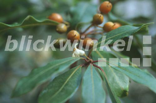 blickwinkel - Gewelltblaettriger Klebsame (Pittosporum undulatum), mit ...