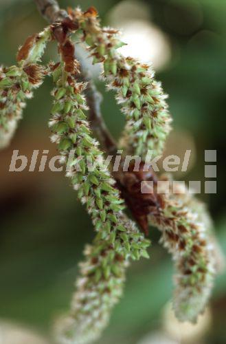 blickwinkel - Espe, Zitterpappel, Zitter-Pappel (Populus tremula ...