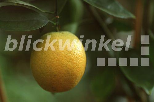 blickwinkel - Orange, Apfelsine (Citrus sinensis 'Delta Seedless ...