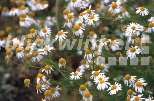 blickwinkel - Geruchslose Kamille, Geruchlose Kamille (Tripleurospermum ...