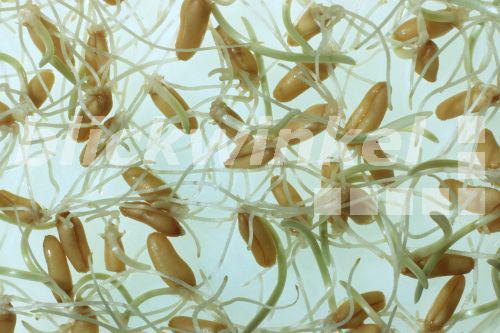 blickwinkel - Kamut, Saat-Weizen, Saatweizen, Weich-Weizen, Weichweizen ...