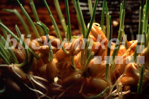 blickwinkel - Saat-Weizen, Saatweizen, Weich-Weizen, Weichweizen ...