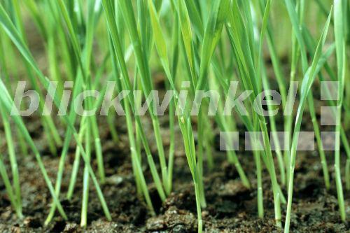 blickwinkel - Saat-Weizen, Saatweizen, Weich-Weizen, Weichweizen ...