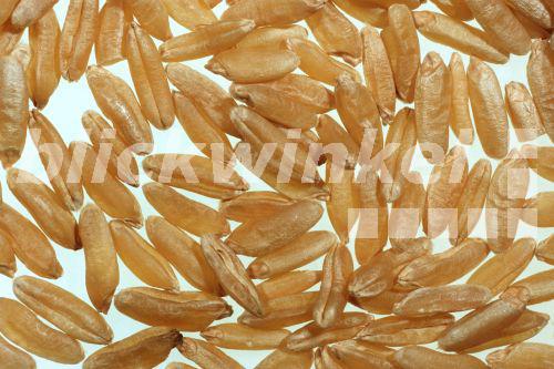 blickwinkel - Kamut, Saat-Weizen, Saatweizen, Weich-Weizen, Weichweizen ...