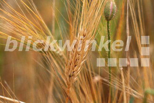 blickwinkel - Begrannte Sechzeilige Gerste (Hordeum vulgare convar ...