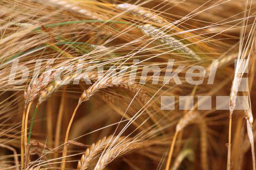 blickwinkel - Braugerste, Brau-Gerste (Hordeum bulgare 'Brewers ...
