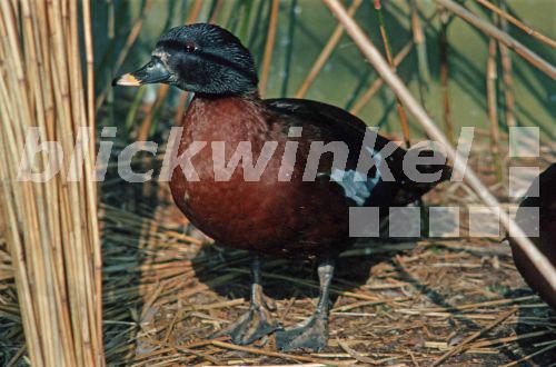 blickwinkel - Hartlaubsente, Hartlaubs-Ente, Hartlaubente, Hartlaub ...