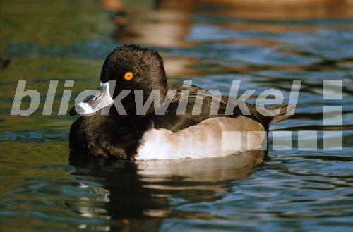 blickwinkel - Ringschnabelente, Ring-Schnabelente (Aythya collaris ...