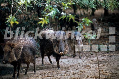 blickwinkel - Chacopekari, Chaco-Pekari (Catagonus wagneri), im ...