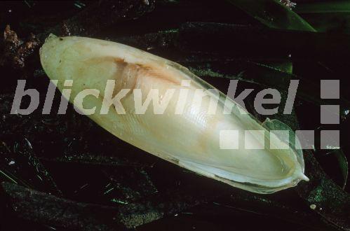 blickwinkel - Gemeiner Tintenfisch, Gemeine Tintenschnecke, Gemeine ...