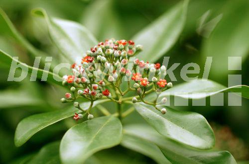blickwinkel - Canella winterana (Canella winterana), Bluetenstand ...