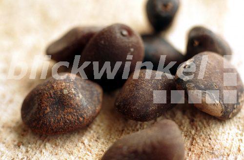 blickwinkel - Ignatzbohne, Ignatzbrechnuss, Ignatz-Brechnuss ...