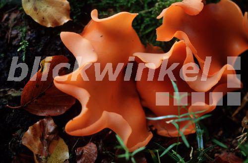 blickwinkel - Gemeiner Orangebecherling (Aleuria aurantia), waechst auf ...