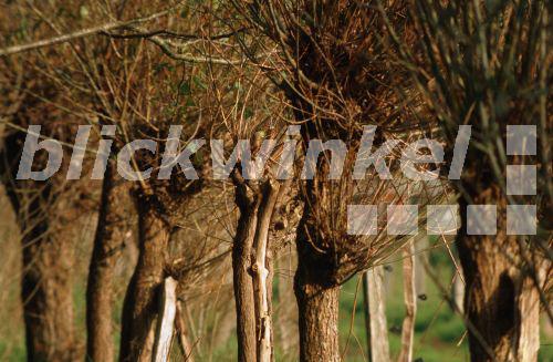 blickwinkel - Korb-Weide, Korbweide (Salix viminalis), Kopfweiden ...