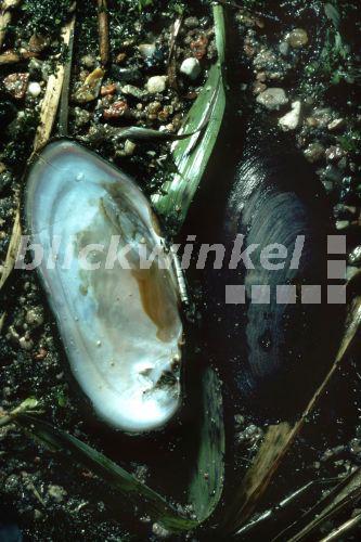 blickwinkel - Flussperlmuschel (Margaritifera margaritifera ...