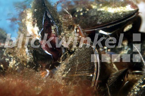 blickwinkel - Mittelmeer-Miesmuschel, Blaubartmuschel, Seemuschel ...