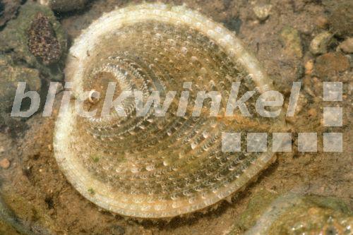 blickwinkel - Herzmuschel, Echte Herzmuschel, Flache Herzmuschel ...
