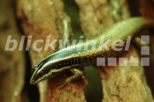 blickwinkel - Borneo-Baumskink, Borneobaumskink (Dasia vittata), auf ...