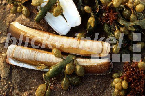 blickwinkel - Atlantische Schwertmuschel, Amerikanische Schwertmuschel ...