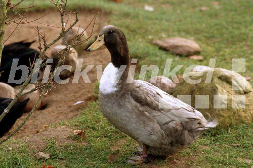 blickwinkel - Hausente (Anas platyrhynchos f. domestica), Rouen-Clair ...