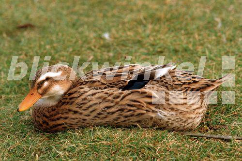 blickwinkel - Hausente (Anas platyrhynchos f. domestica), Weibchen der ...
