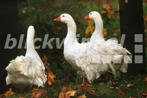 blickwinkel - Hausgans, Haus-Gans (Anser anser f. domestica), mehrere ...