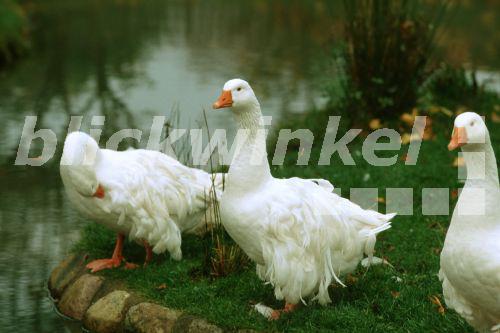 blickwinkel - Hausgans, Haus-Gans (Anser anser f. domestica), mehrere ...