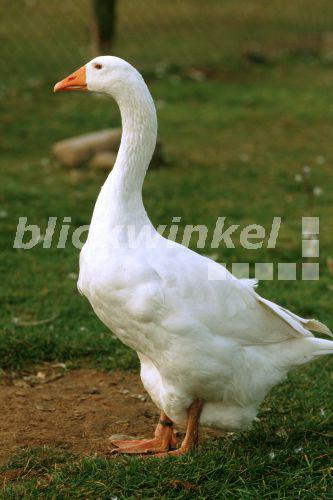 blickwinkel - Emdener Gans (Anser anser f. domestica), Emdener Gans ...
