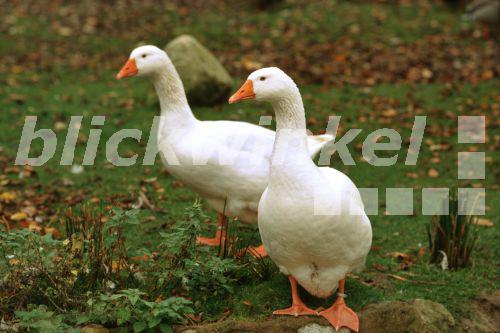 blickwinkel - Lippegans, Lippe-Gans (Anser anser f. domestica), zwei ...