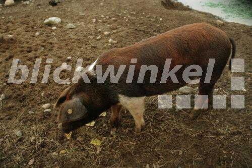blickwinkel - Rotbuntes Husumer Schwein (Sus scrofa f. domestica ...