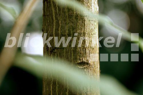 blickwinkel - Upasbaum, Upas-Baum (Antiaris toxicaria), Stamm - upas ...