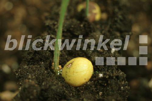 blickwinkel - Japanischer Palmfarn, Sagopalme, Sago-Palme, Palmfarn ...